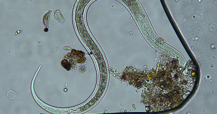 Nematodi del suolo sotto la lente: il DNA distingue buoni e cattivi