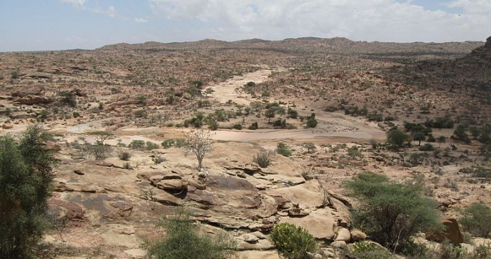 After decades of deforestation Somalia tries to change its course