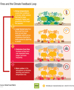 Forests still offset half of global fossil emissions