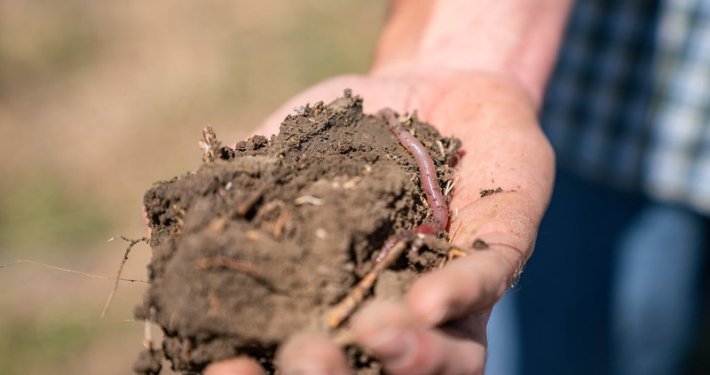 Earthworms play a critical role in global food production