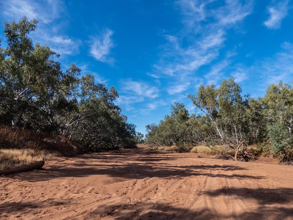 Forest regeneration in Australia does not impact CO2 sequestration